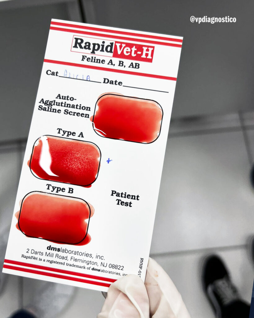 Estudantes de Medicina Veterinária testam os kits RapidVet®-H Feline e ...